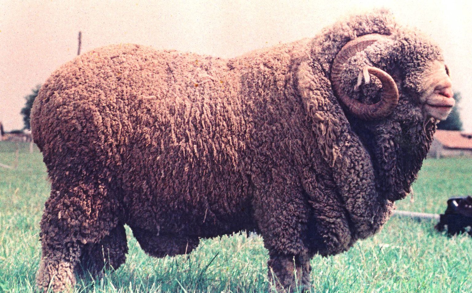 Merinos de palas – Aco Dobrogea