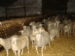 Merinos de palas – Aco Dobrogea